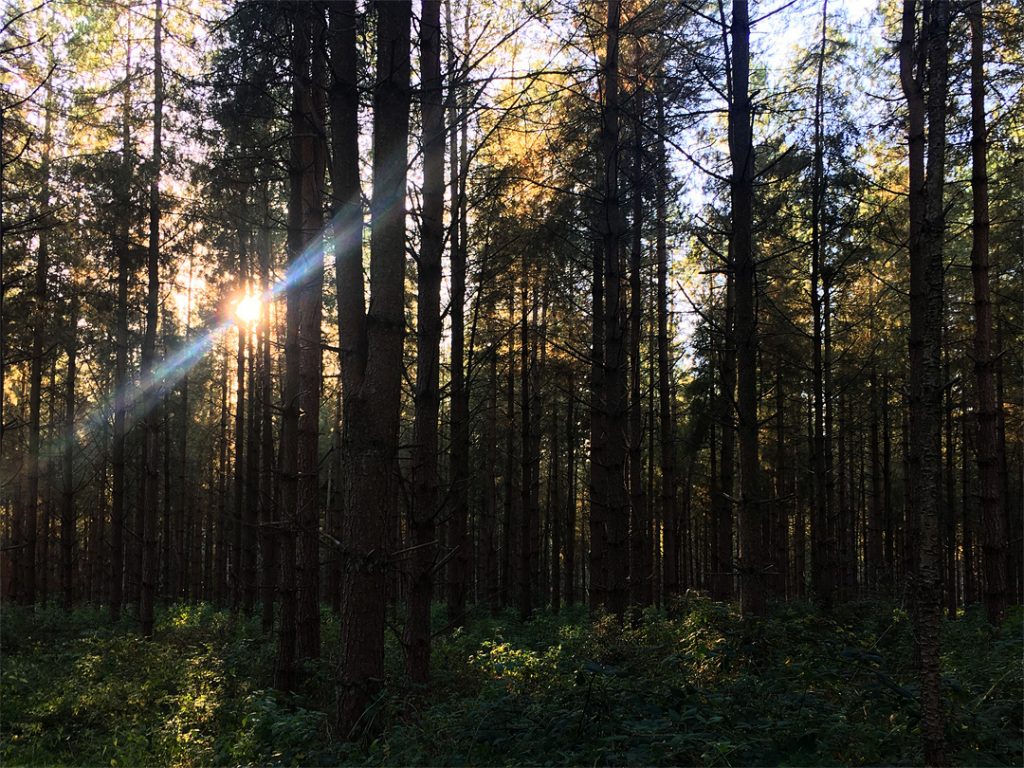 Walking the The Great Eastern Pingo Trail | Norfolk Life